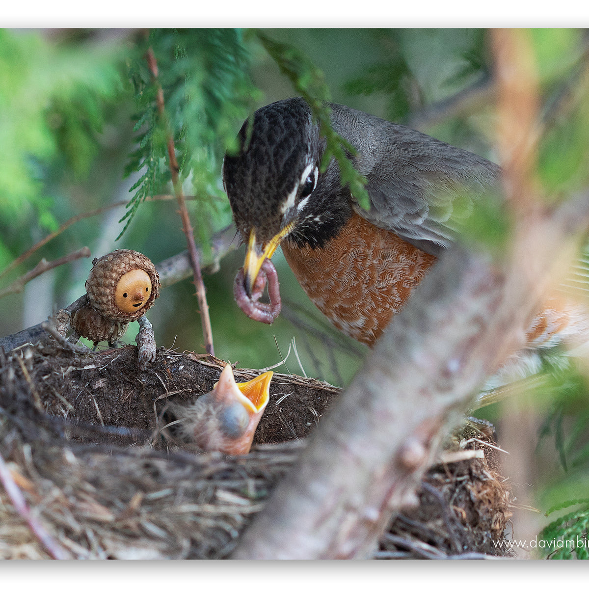 Mama Bird Print – David M Bird