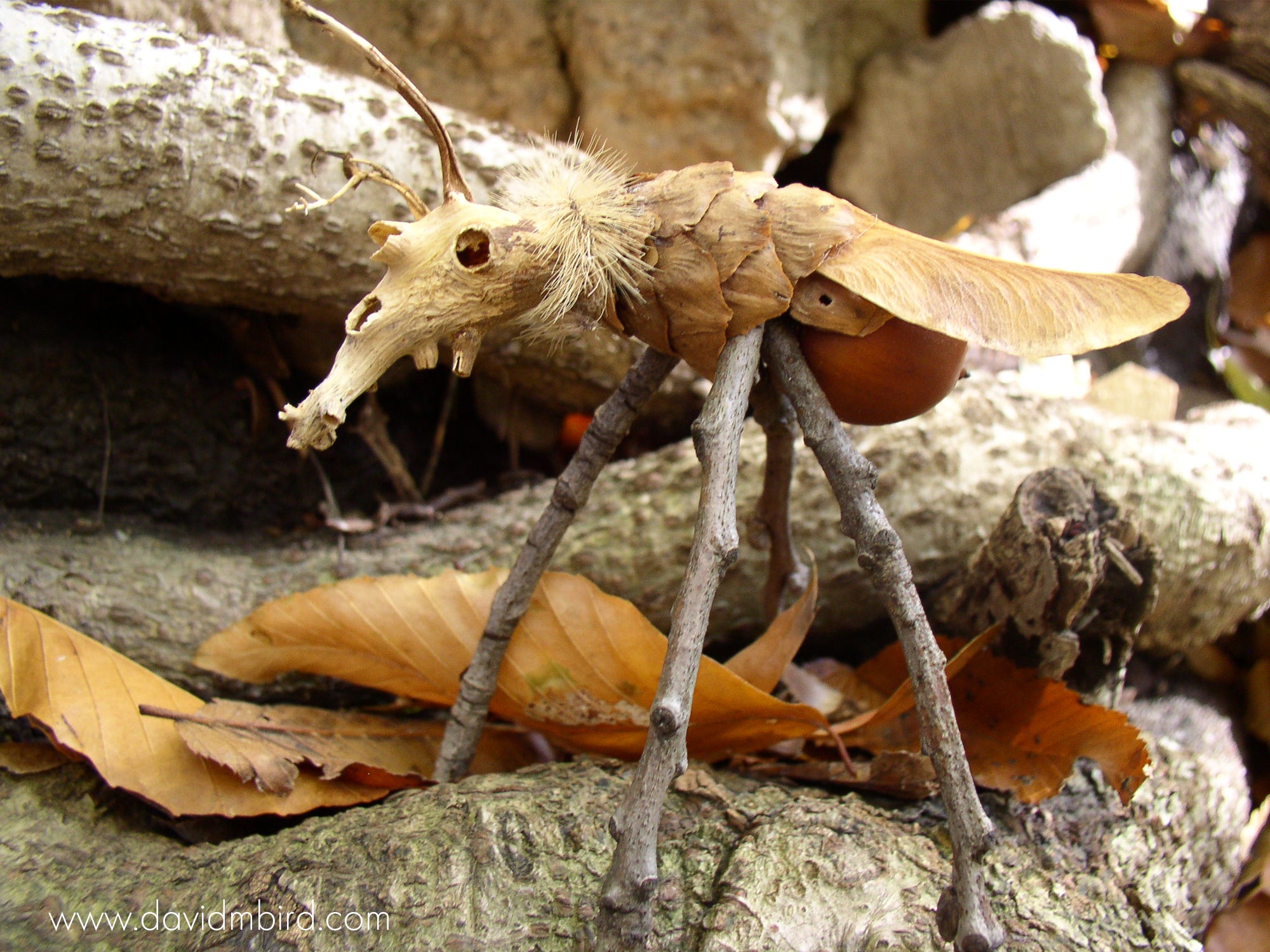 About David M. Bird – David M Bird