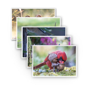 Shop All – David M Bird