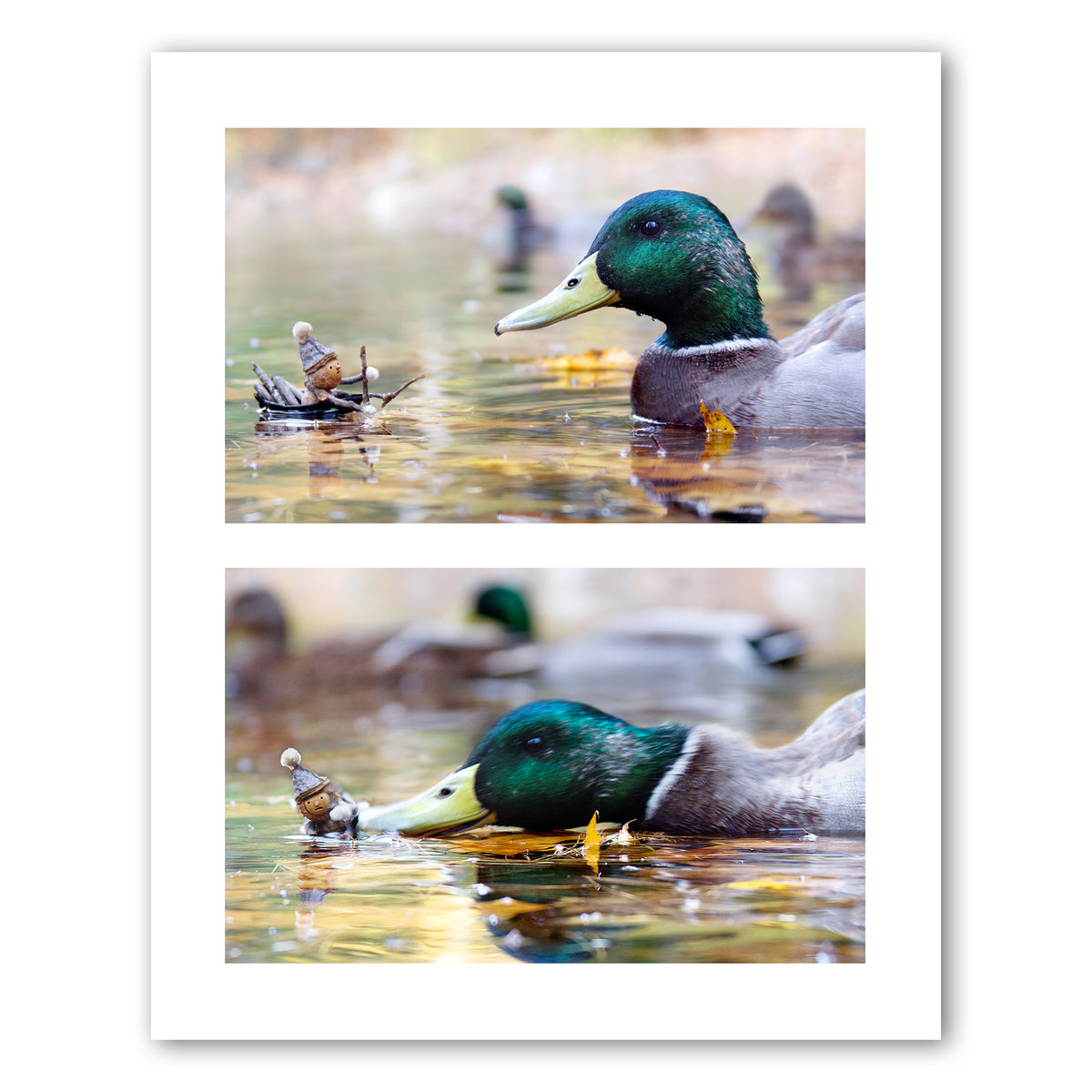 Duck Disaster Print – David M Bird