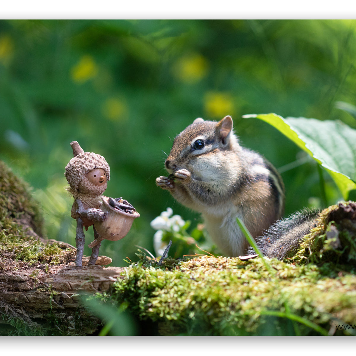 Feeding Chipmunk Print – David M Bird