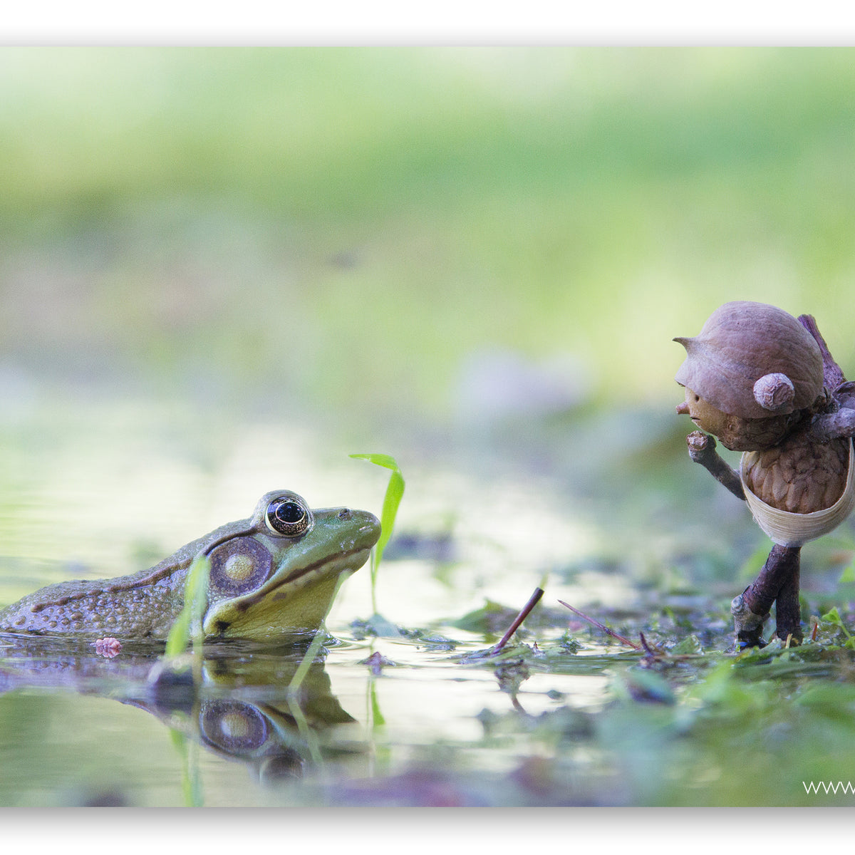 Frog Print – David M Bird