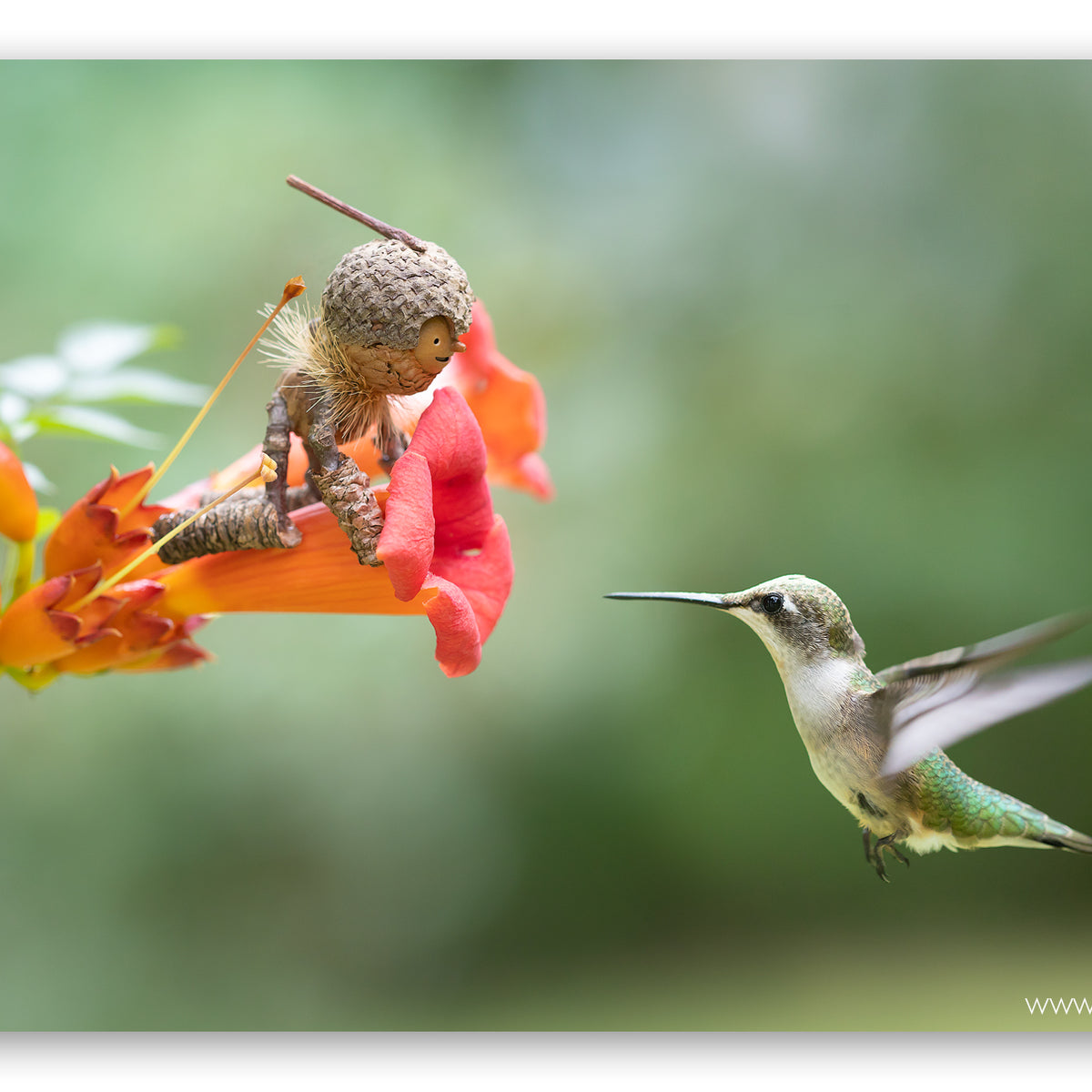 Hummingbird Print – David M Bird