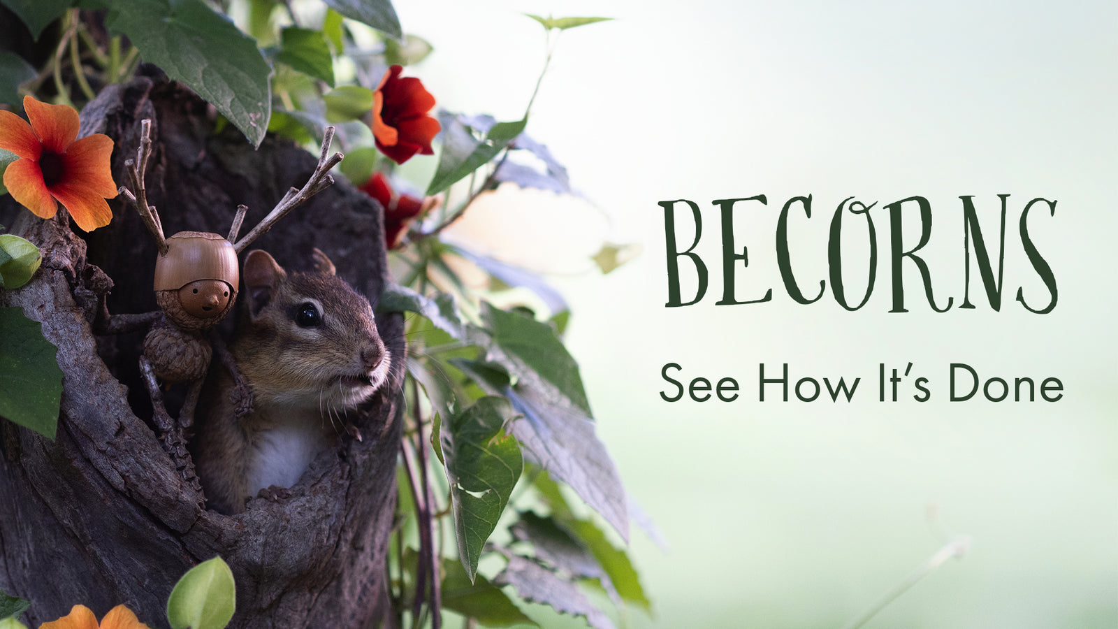 Becorns by David M Bird | Fine Art Photography