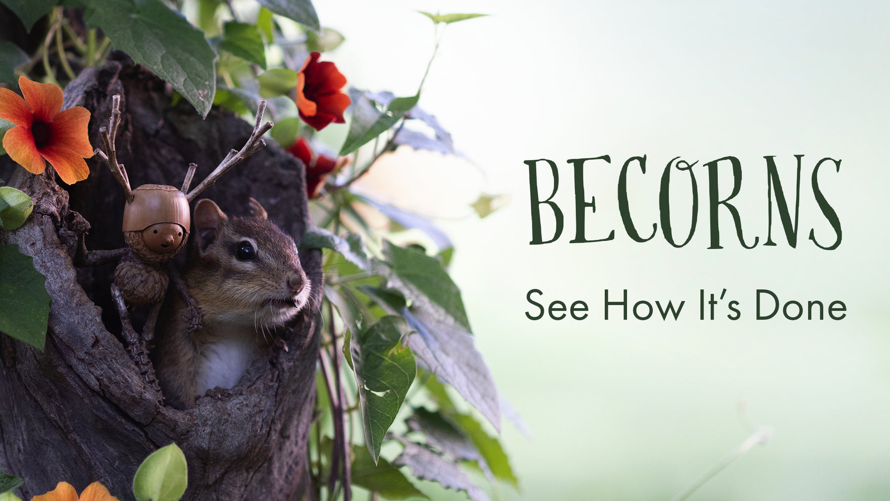 Becorns by David M Bird | Fine Art Photography