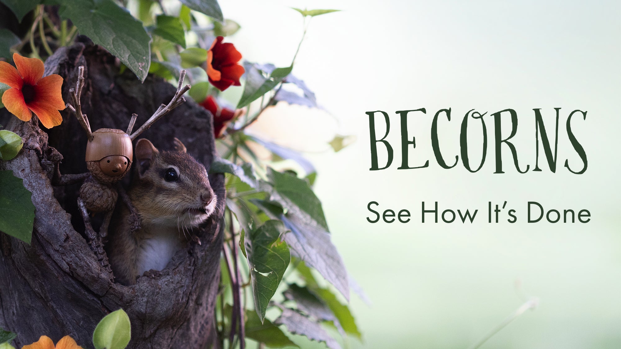 Becorns by David M Bird | Fine Art Photography