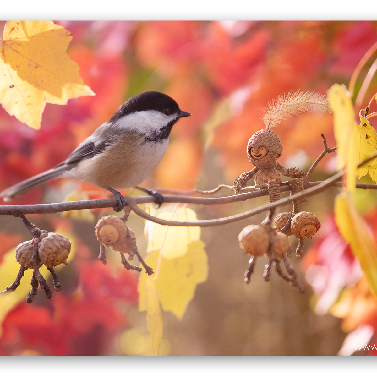 Rock-a-Bye Becorns - Chickadee Print – David M Bird