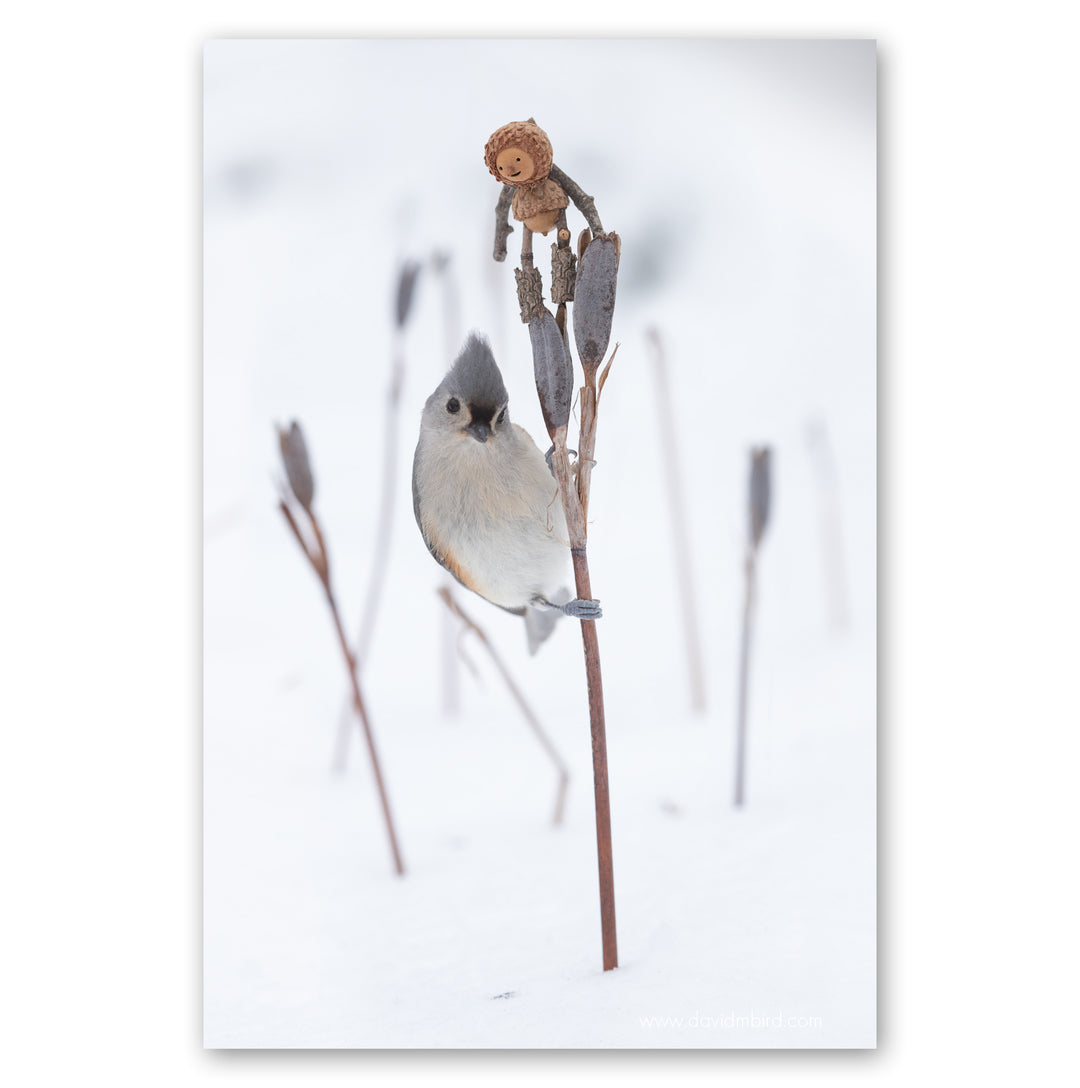 Prints – Page 2 – David M Bird