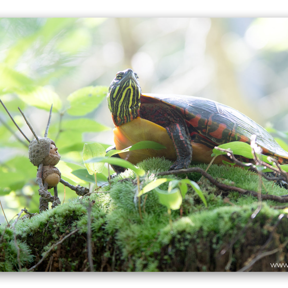 Turtle – David M Bird