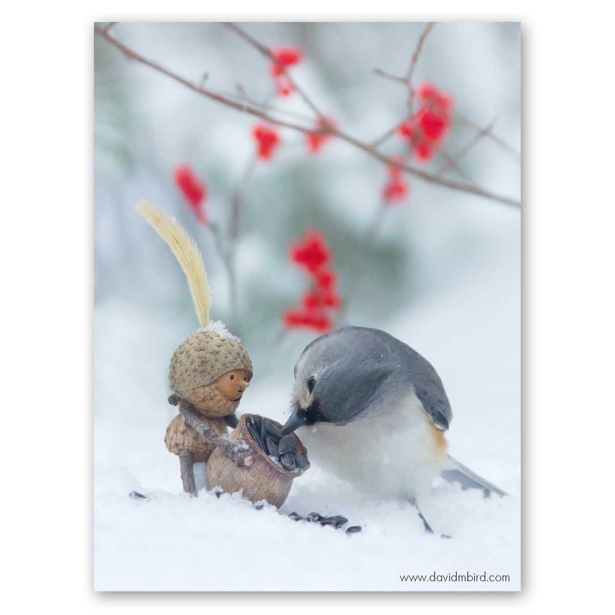 Winter Titmouse – David M Bird