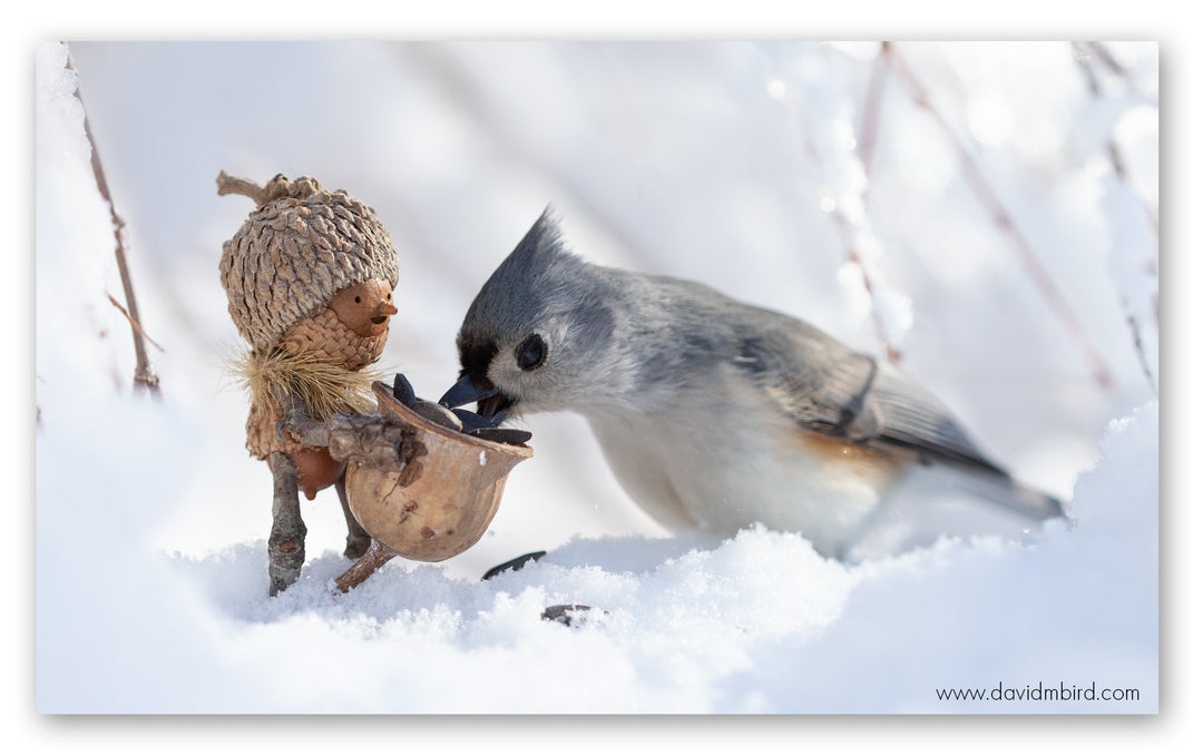 Prints – Page 2 – David M Bird